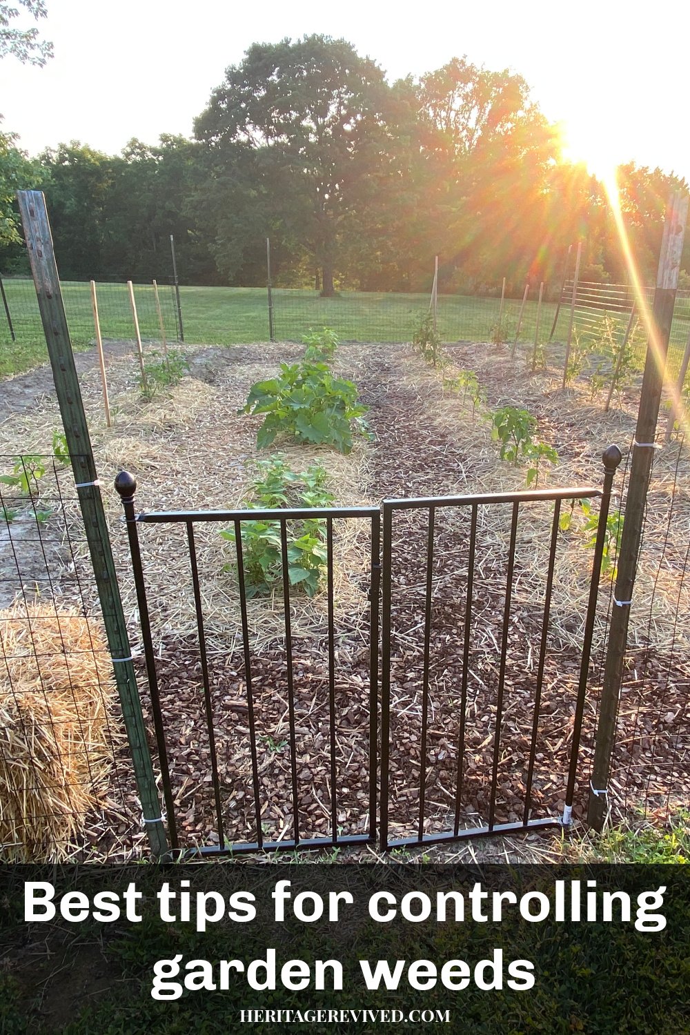 7 Natural Ways to Get Rid of Weeds in the Vegetable Garden (and prevent ...