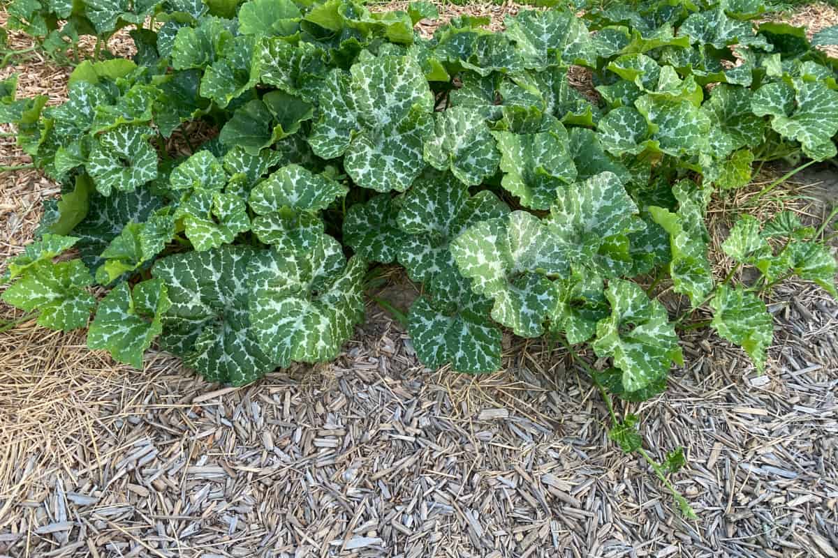 Top 8 Beginner Gardening Mistakes to Avoid - Heritage revived