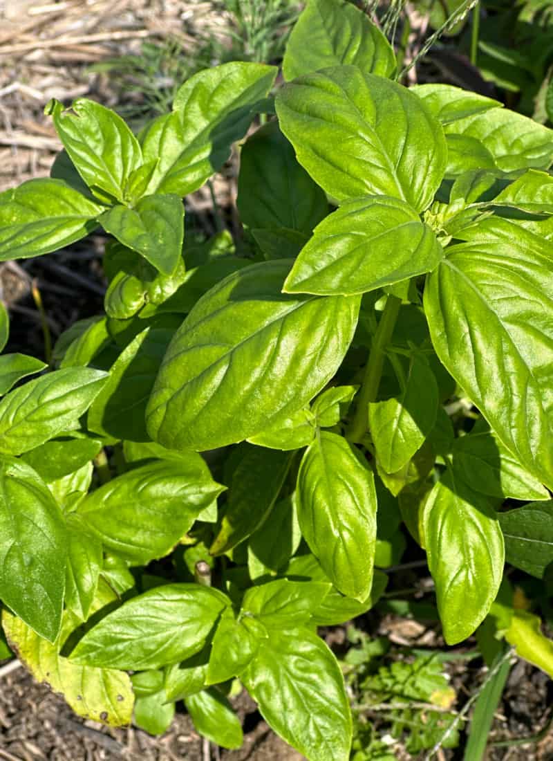Preserving Basil for Winter: Two Quick Methods - Heritage revived