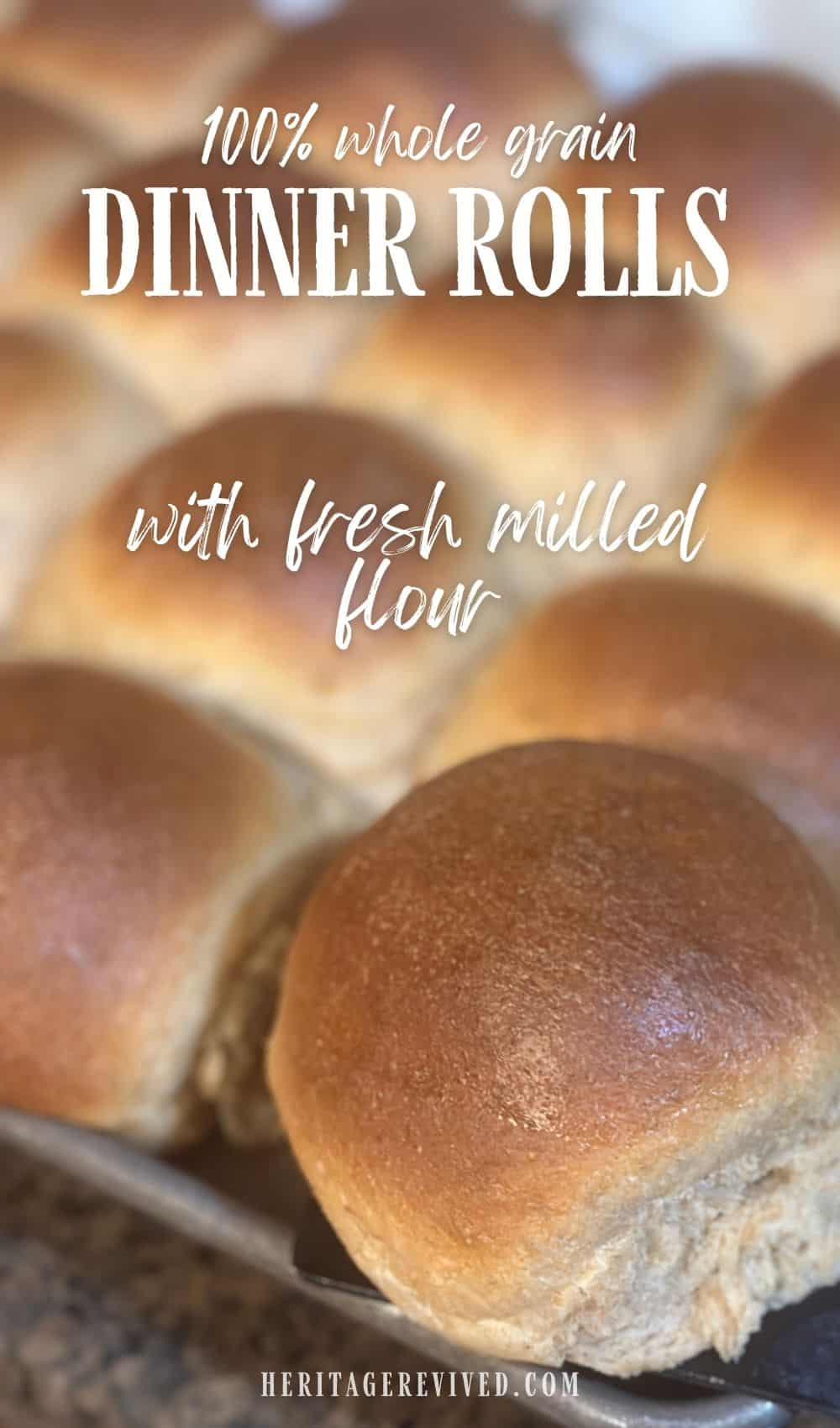 Best Whole Wheat Dinner Rolls Recipe (with Fresh Milled Flour ...