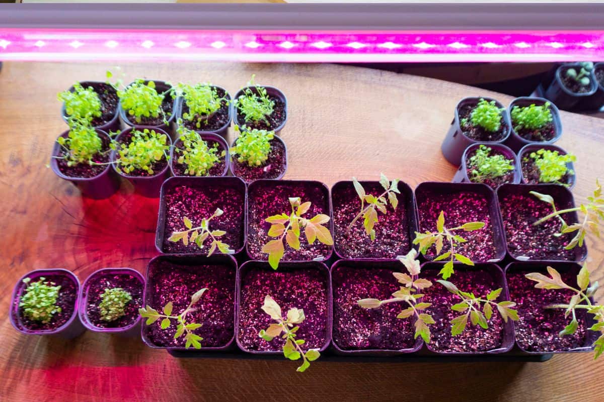 Beginner Tips for Starting Seeds Indoors (Read BEFORE you start ...