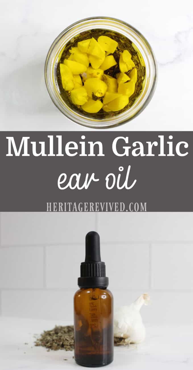Homemade Mullein Garlic Ear Oil Recipe - Heritage revived