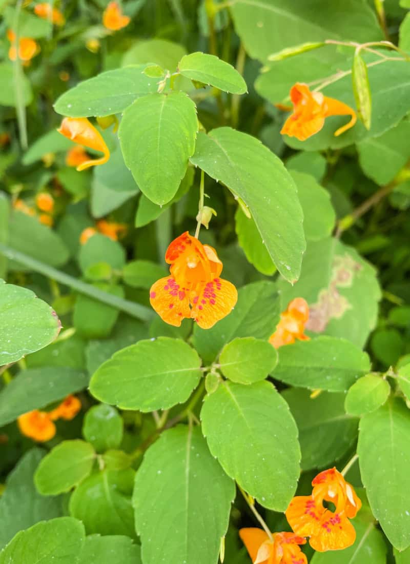 How to Make Jewelweed Soap: A Powerful Anti-itch Remedy - Heritage revived